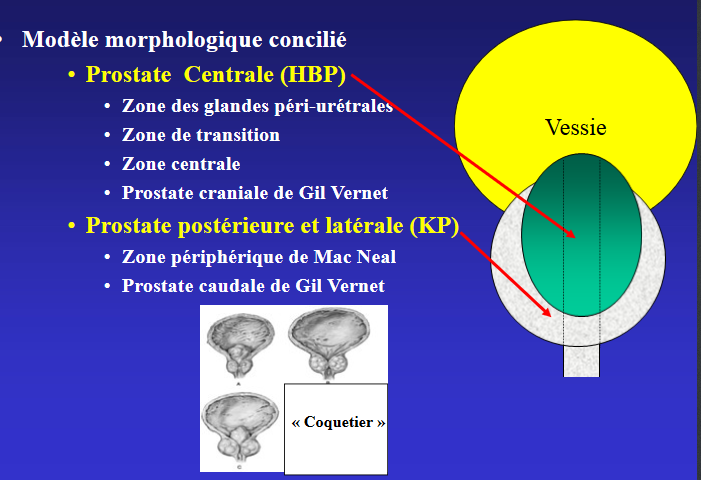 Structure Et Fonctionnement De La Prostate – RHXRZI